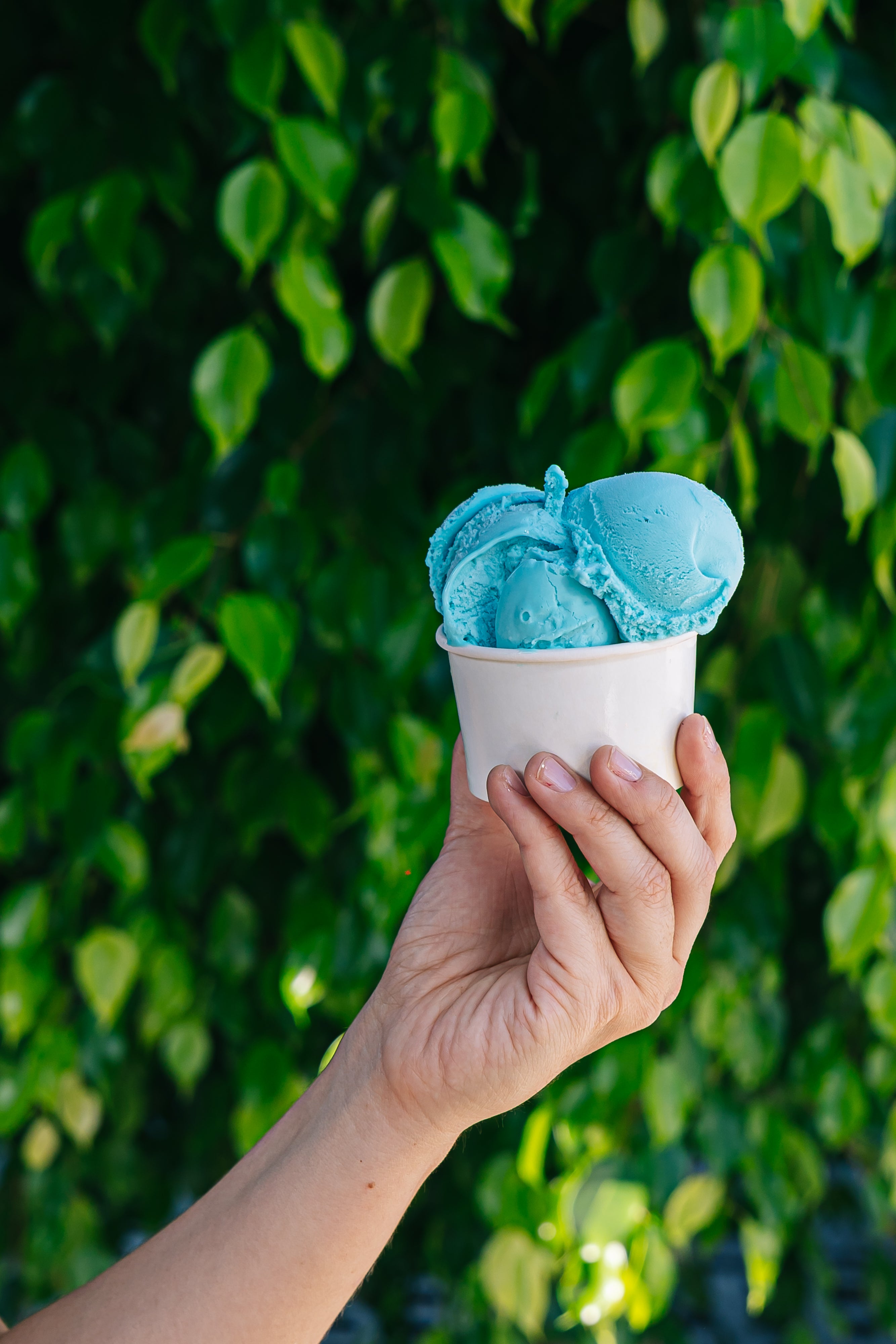 Gelato Candy Blue algodon de azucar helado - HELADOS PATAGONIA